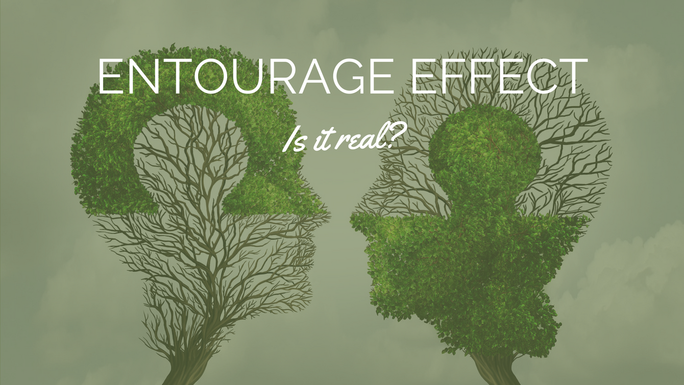 Is The Entourage Effect Real? Explained... – Kure NZ