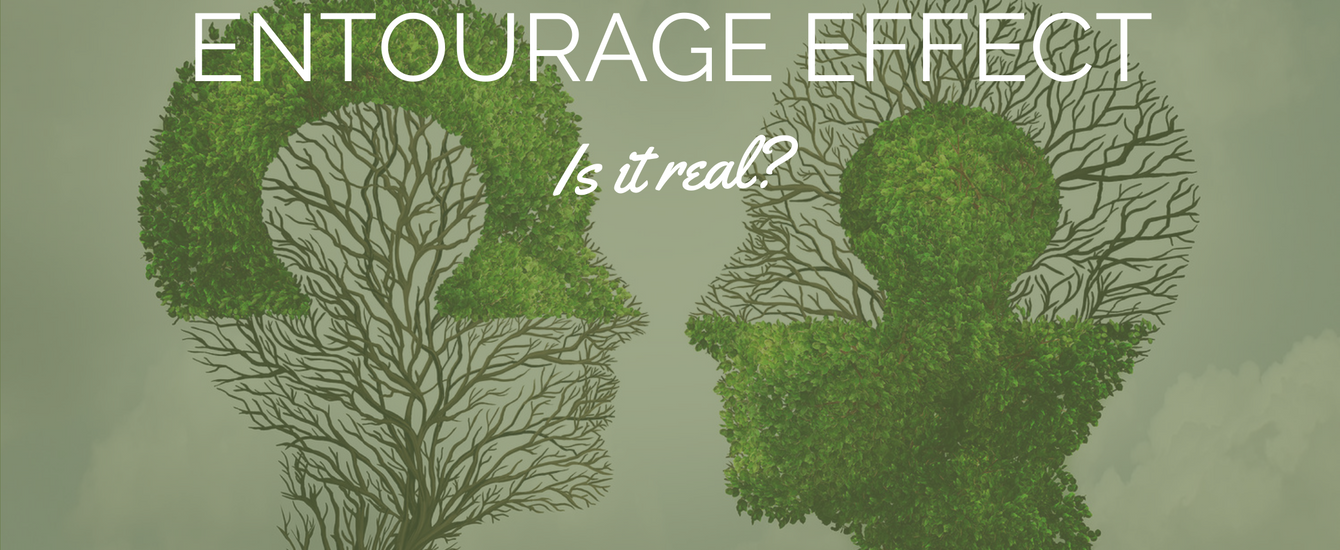 Is The Entourage Effect Real? Explained... – Kure NZ - Wellness & Skincare