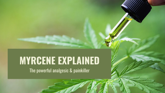 The Benefits of Myrcene Explained – Kure NZ